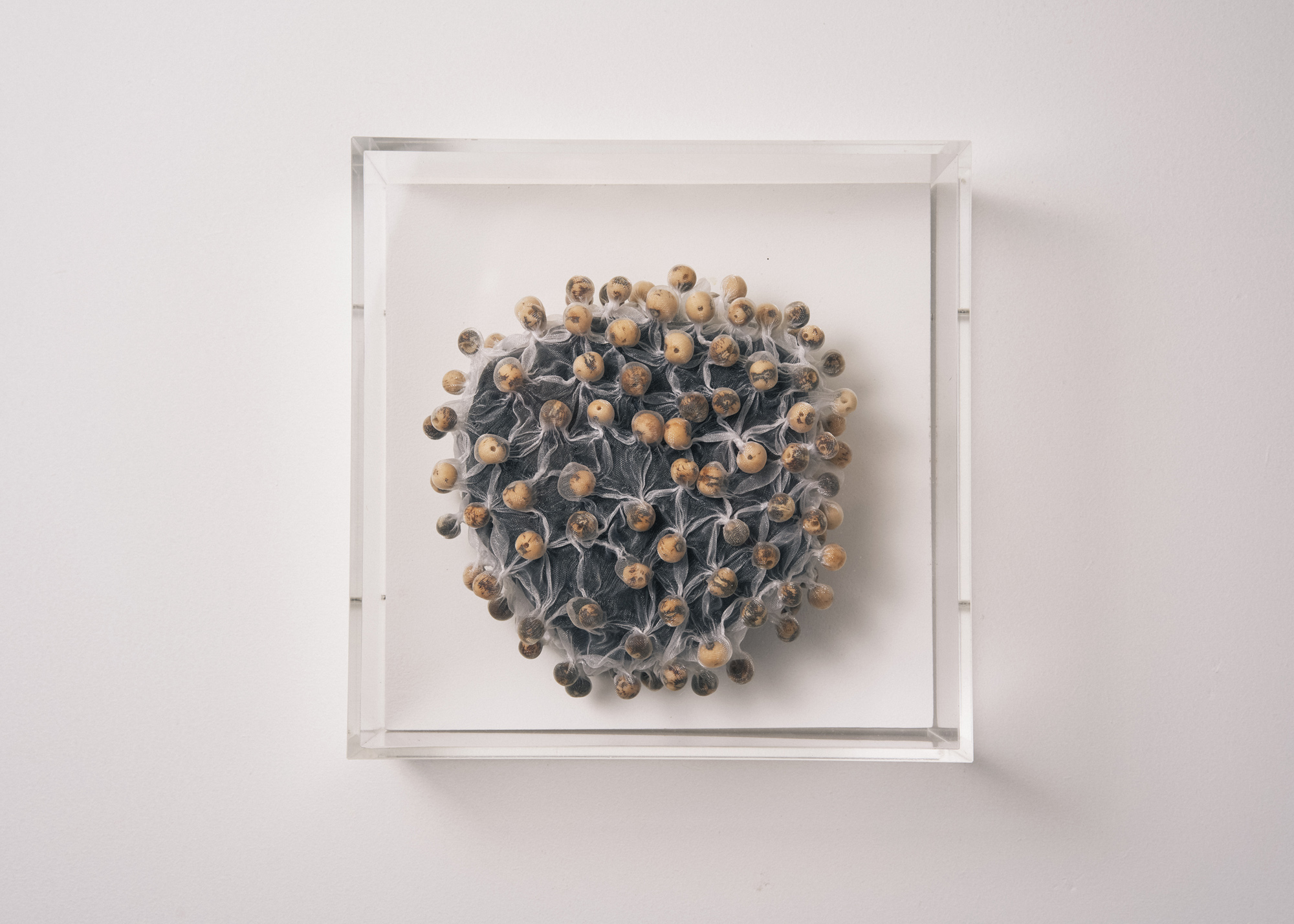 Amoeba series - Jacqueline Duncan